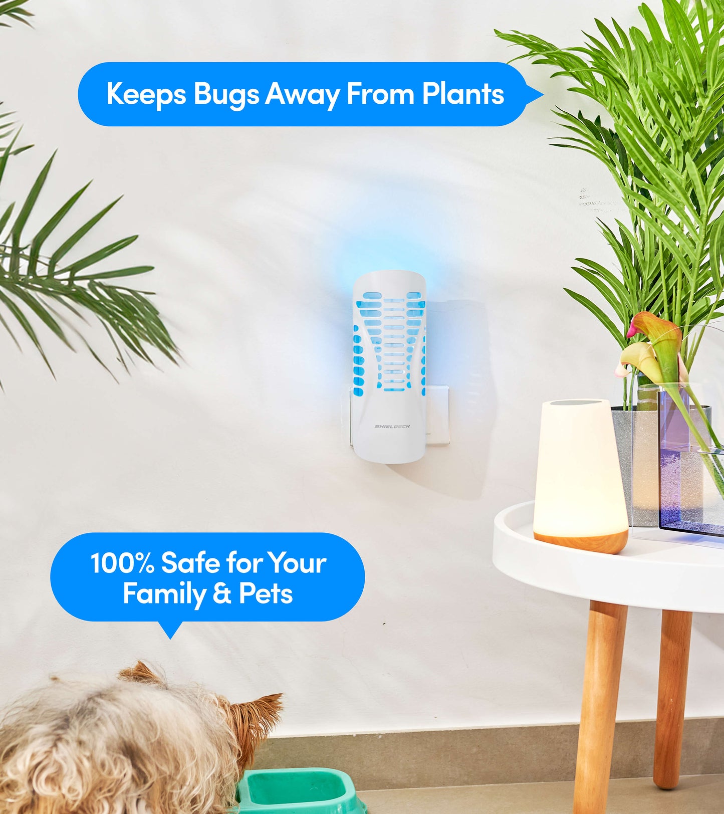 The BuzzTrap (White) - Next-Gen Fruit Fly, Gnat, Mosquito & Fly Trap ...